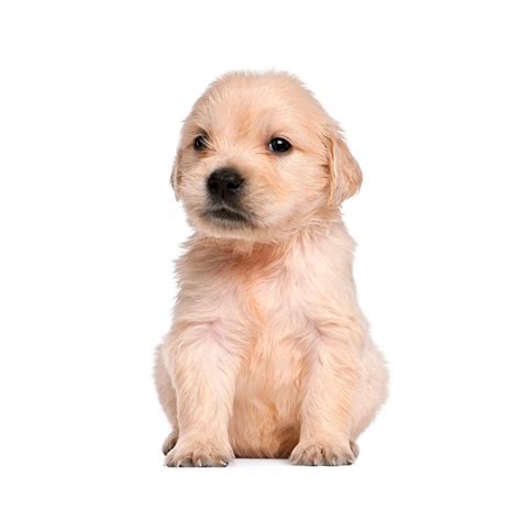 Golden Retriever Perros De Raza 🐶