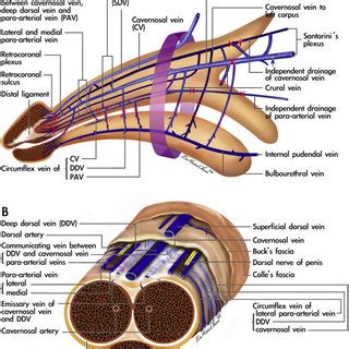 Schematic Illustrations Of The Revolutionary Penile Venous Anatomy In