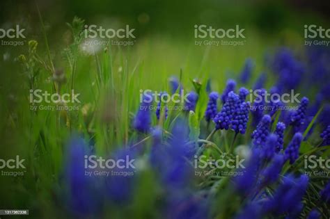 작은 둥근 전구와 푸른 포도 히아신스 꽃 봄 녹색 잔디에서 성장 0명에 대한 스톡 사진 및 기타 이미지 0명 4월 계절 Istock