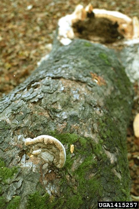 Ganoderma Root And Butt Rot Ganoderma Australe
