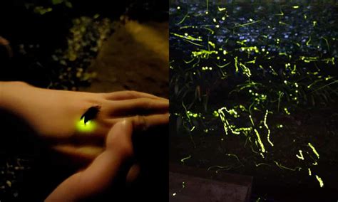 行事・社会貢献活動｜長覚山 高応寺