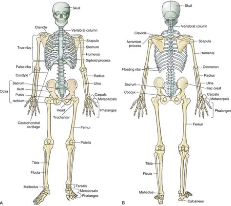 Axial And Appendicular Skeleton Unlabeled
