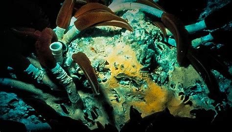 Worm Fossils Still Soft Fossils Living Fossil Worms