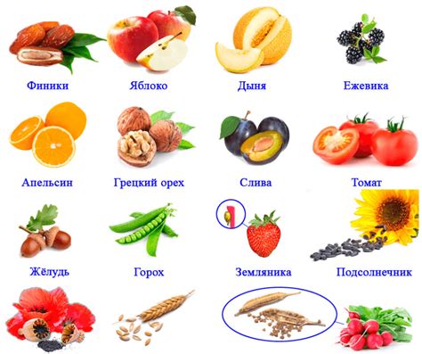 ГДЗ Биология 5 - 6 класс (Линия Жизни) Пасечник. Классификация плодов ...