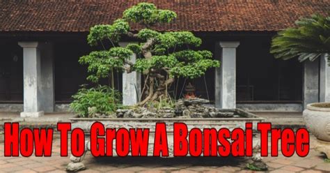 Bonsai Enthusiast How To Grow A Bonsai Tree