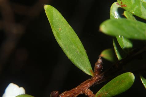 Leptospermum Myrtaceae