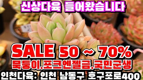 인천다육 ️농장왕특가 Sale 50 ~70 💥엄청싸요~ 주말다육쇼핑 절호의찬스 🏡인천 남동구 호구포로400 ☎️ 010
