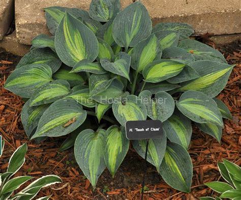 P00 Hosta Touch Of Class From The Hosta Helper Presented By