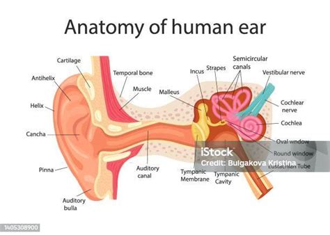 Anatomi Telinga Manusia Struktur Internal Telinga Ilustrasi Vektor