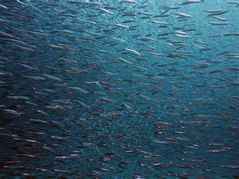 Particle Swarm Optimizer An Introduction R Algorithms