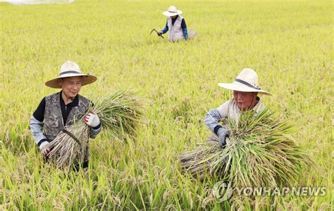 가을을 그리는 농부수확으로 분주한 농가 연합뉴스