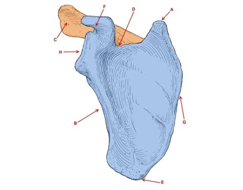 Ventral Scapula Anatomy Quiz