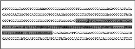 sequence of the exon1 intron1 exon2 boundary starting with the