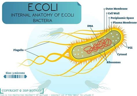 Pin On Infection Control