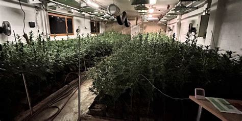 Rüti Zh Illegale Hanfplantage Entdeckt Und Betreiber Verhaftet