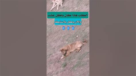 هاذا الكلب كان يأكل عشب والآن يأكل بلاستيك Youtube