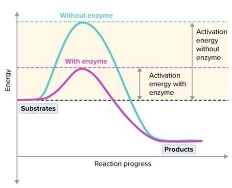 Flexi Answers How Do Enzymes Affect Activation Energy Ck 12 Foundation