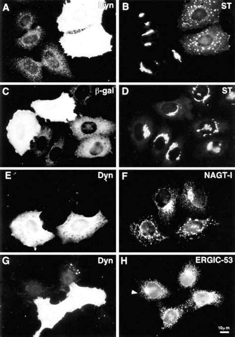 Cytoskeletal Structures And Certain Organelles Are Not Grossly Affected
