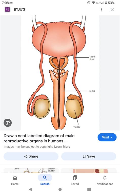 708 Рмbyjusdraw A Neat Labelled Diagram Of Malevisit Reproductiv