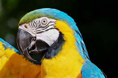 Más De 40 000 Imágenes Gratis De Tache Y Palomita Y Palomitas Pixabay