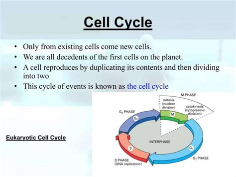 Necrosis And Apoptosis Ppt Ppt