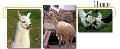 Llama Info And Games