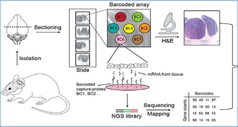 Stutility Seamless Integration Of Image And Molecular Analysis For