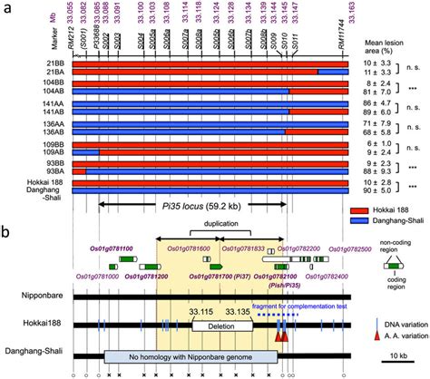 Genetic Mapping And Physical Maps Of Pi35 A Graphical Genotypes Of