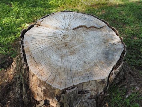 cross section of tree trunk stock image image of cross stump 259643387