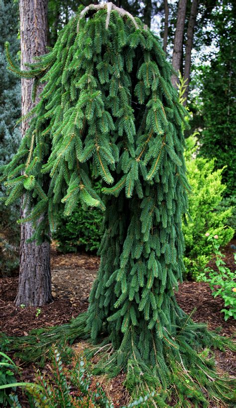 1000 Images About Conifer Conehead On Pinterest Cedrus Deodara