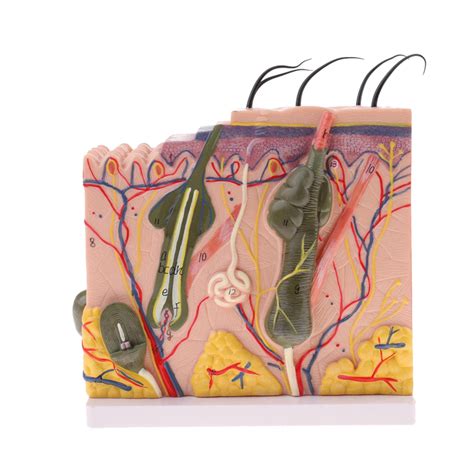 Skin Model Parth Sales Corporation