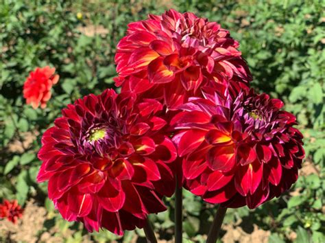 Matty Boo Cher S Garden