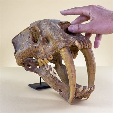 Museum Quality Smilodon Fatalis Resin Skull Replica Pleistocene Saber