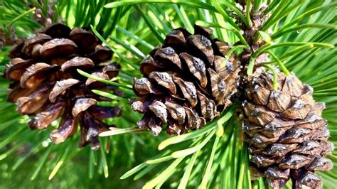 Diffe Types Of Pine Trees In Pennsylvania Infoupdate Org