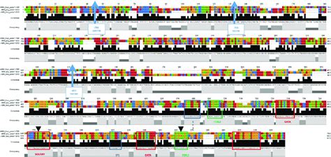 Alignment Of The Bovine Porcine And Human Amh Proximal Promoters The