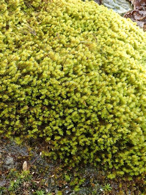 Aquatic Moss Racomitrium Aquaticum With Phytosanitary Certification