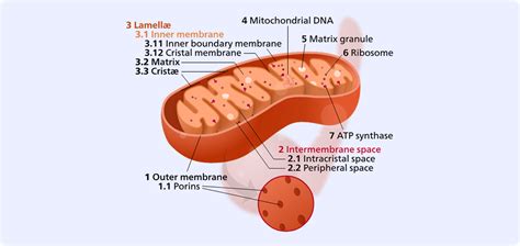 Mitochondrial Health Biohacks For Energy And Longevity Heads Up Health