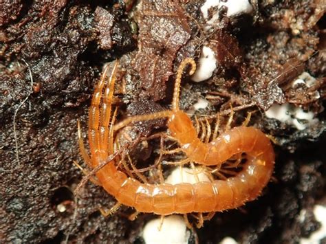 Cave Centipedes Genus Cryptops · Inaturalist