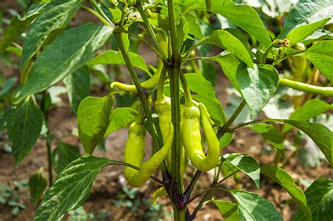 자연 유기 취미 정원 달콤한 고추 감 미로 운 피망 사진 녹색 고추 식물 건강한 생활방식에 대한 스톡 사진 및 기타 이미지 건강한 생활방식 건강한 식생활 계절