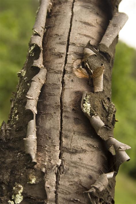 Free Images Tree Nature Branch Structure Wood Leaf Trunk Bark Birch Autumn Botany