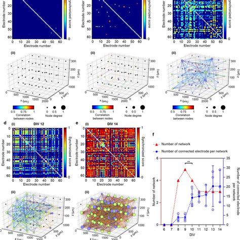 Analysis Of Neural Network Dynamics Based On Spontaneous Activities In