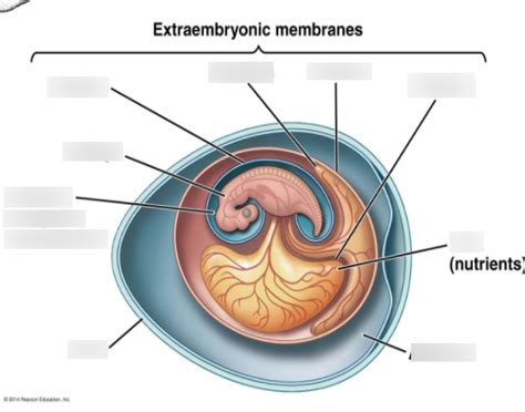 Ovoviviparous Diagram