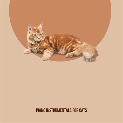 Cat Music Youtube Music