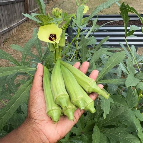 Clemson Spineless Okra Seeds Tonetras Garden
