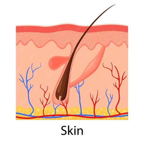 Piel Humana Epidermis En Capas Con Folículo Piloso Sudor Y Glándulas