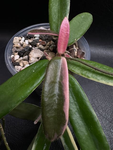 Hoya Lyi Prism Pink Flower Node Cutting With Live Plants Arrival