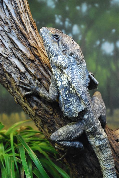 Frilled Neck Lizard 2 By Manitouwolf On Deviantart