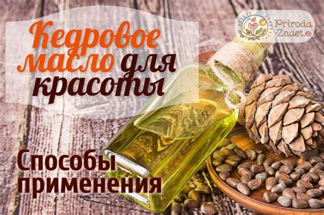 Кедровое масло: лечебные свойства и противопоказания, что полезного оно ...