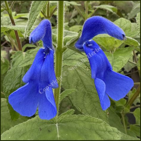 Buy Salvia Patens Blue Angel Plants Online From Norfolk Herbs