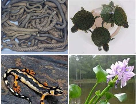 محیط زیست مردم از خرید مار، لاک‌پشت، سمندر لرستانی و گونه گیاهی سنبل